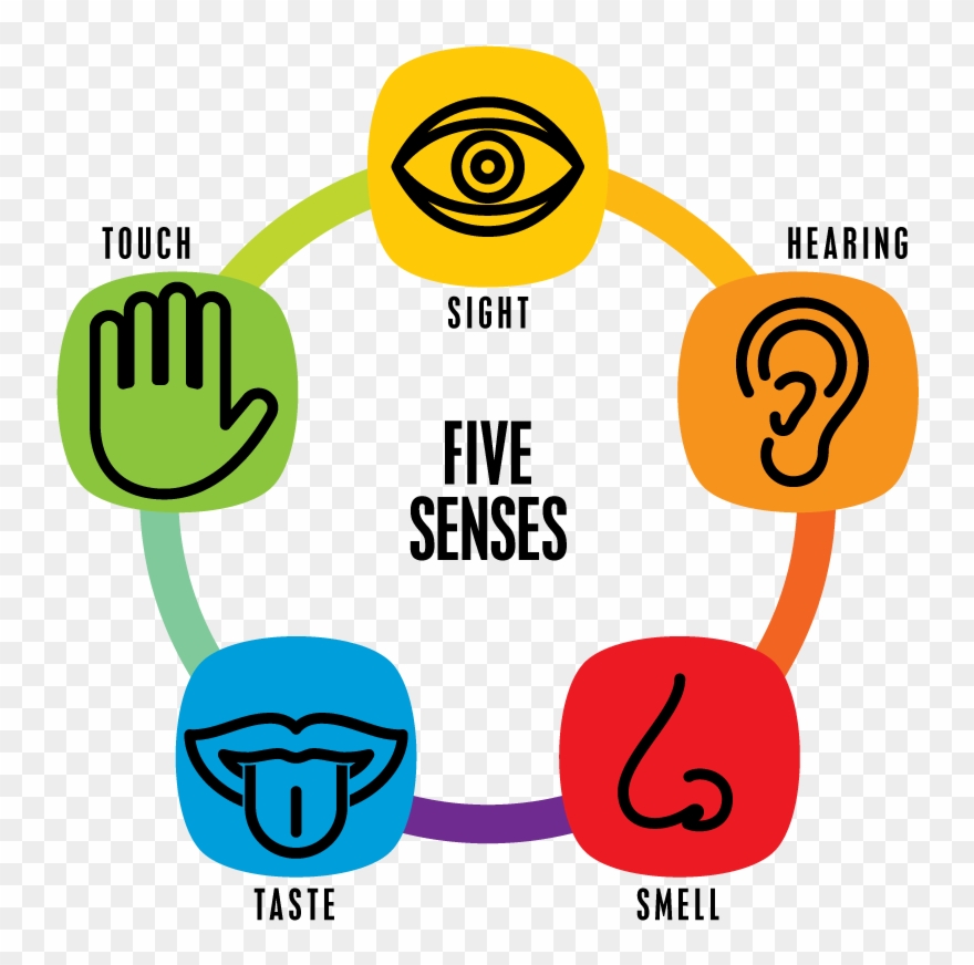 30 Best Ideas For Coloring Five Senses 30 Best Ideas For Coloring Five Senses