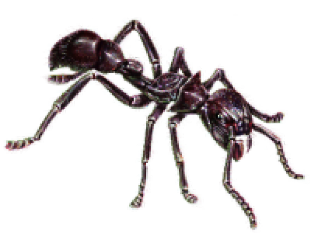 Ants clipart bullet ant, Picture #2265929 ants clipart bullet ant