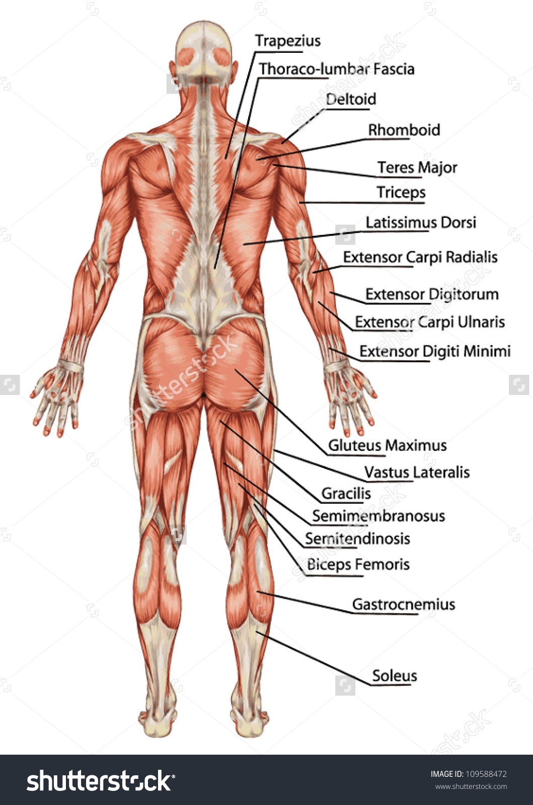 Back Clipart Muscular Back Muscular Transparent FREE For Download On Back Clipart Muscular Back Muscular Transparent FREE For Download On