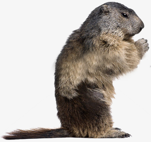 Beaver clipart gopher, Beaver gopher Transparent FREE for download on ...