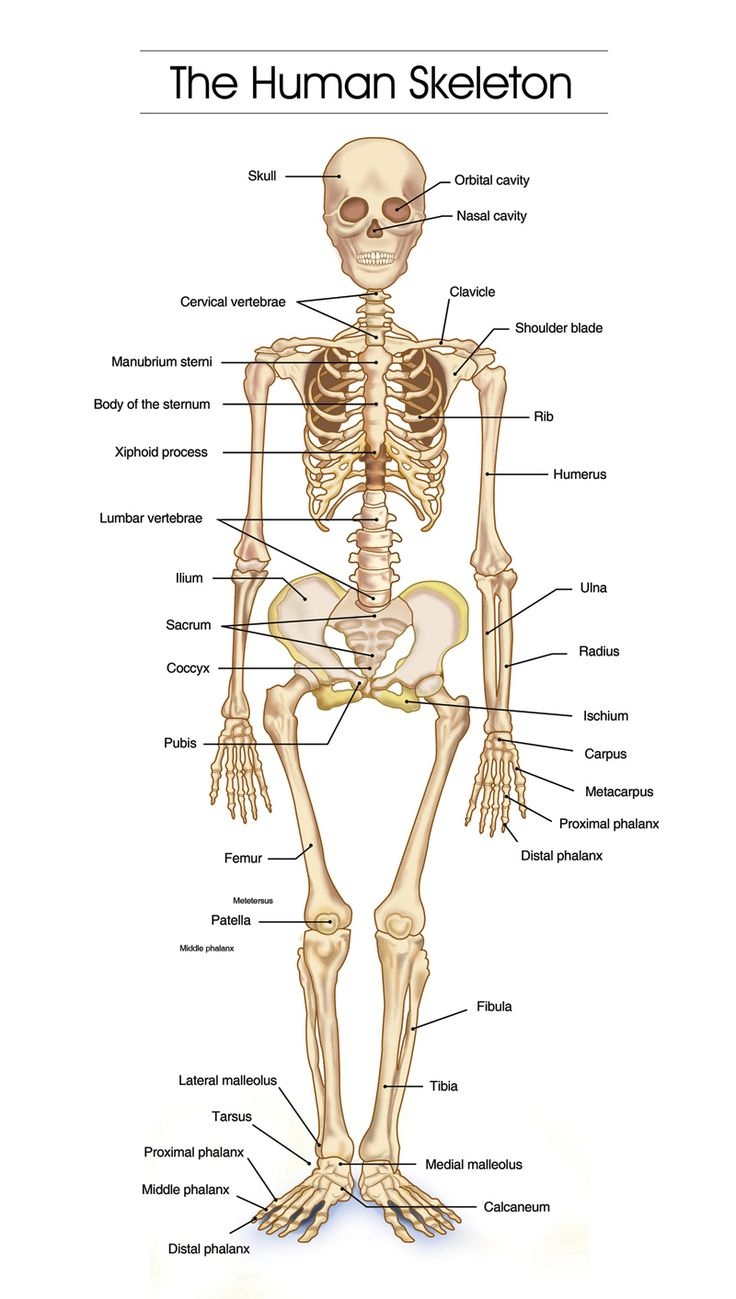 Bone clipart human biology, Picture #286772 bone clipart human biology