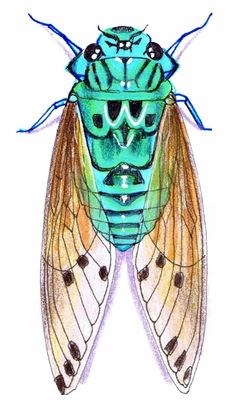 Bug clipart cicada, Picture #132734 bug clipart cicada