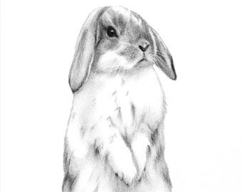 Bunnies clipart mini lop, Picture #310599 bunnies clipart mini lop