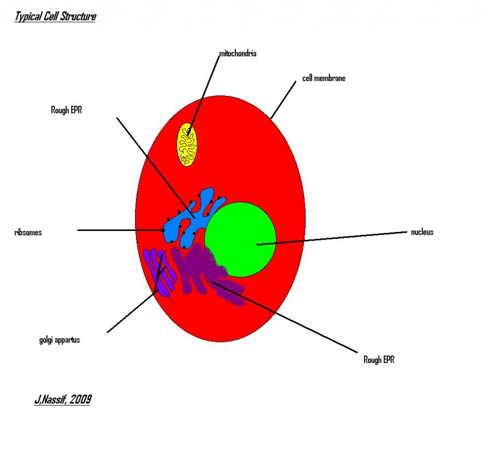 Cell Clipart Labelled Picture 336938 Cell Clipart Labelled