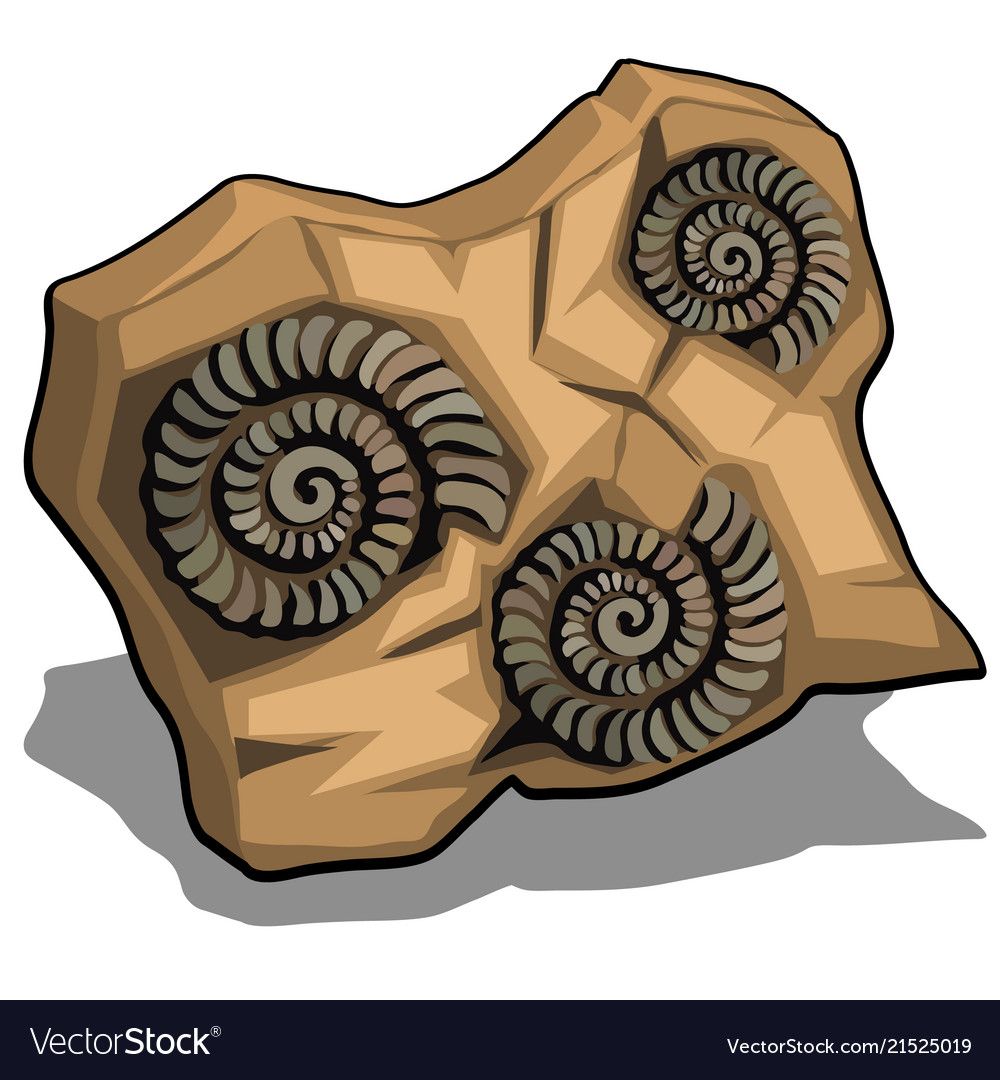 Clam clipart fossil shell, Picture #2364102 clam clipart fossil shell