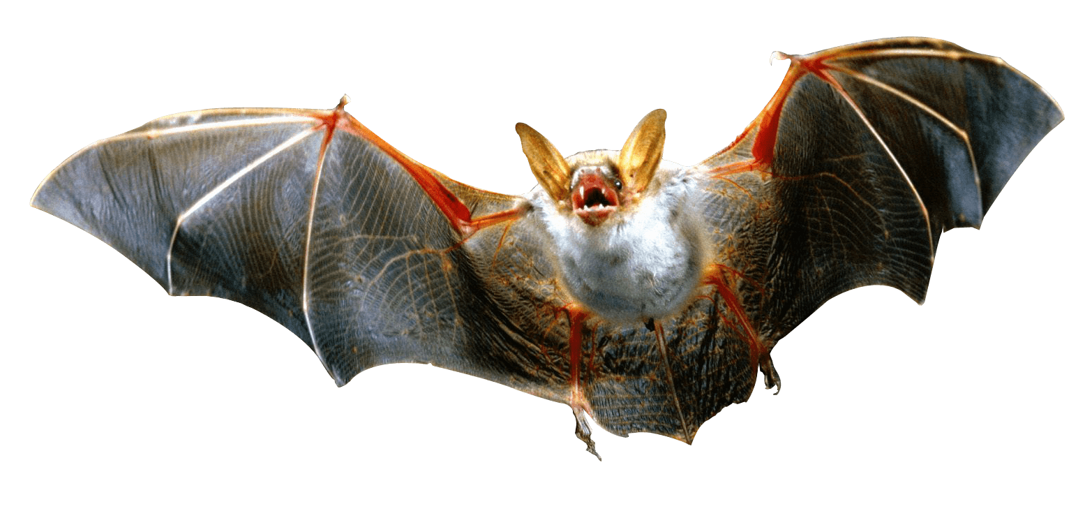 Clipart bat flying fox, Clipart bat flying fox Transparent FREE for ...