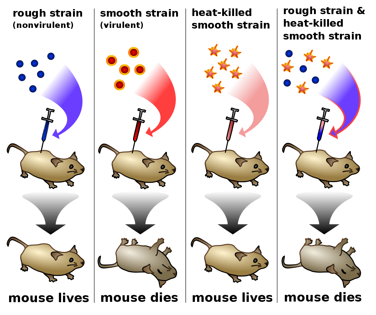 Clipart Definition Experimentation Picture 471047 Clipart Definition