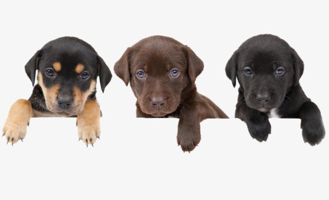 Clipart puppy three puppy, Clipart puppy three puppy Transparent FREE ...