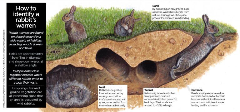 Clipart rabbit underground, Clipart rabbit underground Transparent FREE ...