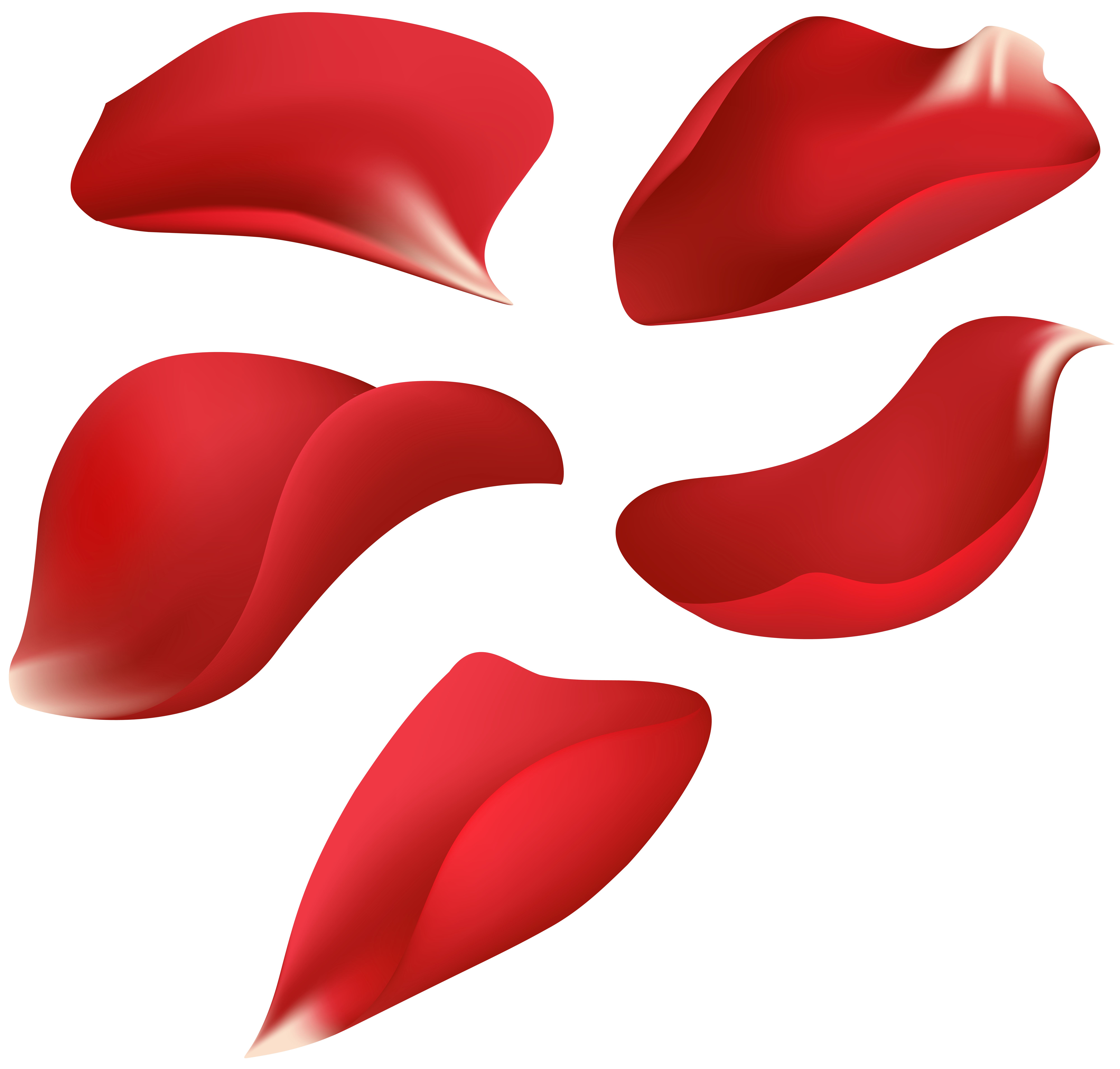 Rose Clipart Rose Petal Rose Rose Petal Transparent FREE For Download Rose Clipart Rose Petal Rose Rose Petal Transparent FREE For Download