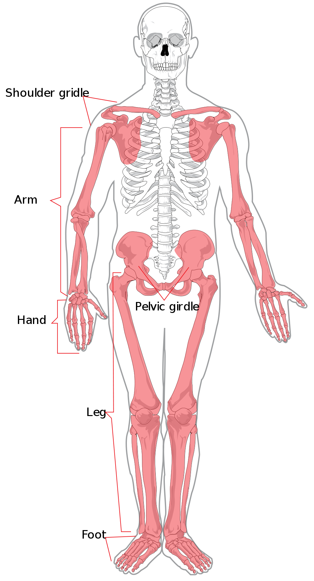 Skeleton Clipart Body Part Skeleton Body Part Transparent FREE For Skeleton Clipart Body Part Skeleton Body Part Transparent FREE For