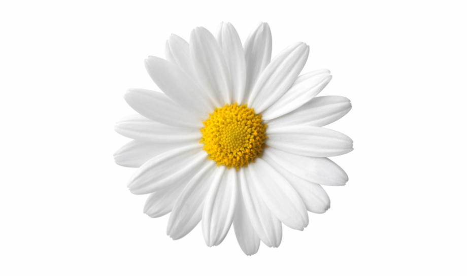 Daisy clipart arrow tumblr, Picture #2583907 daisy clipart arrow tumblr