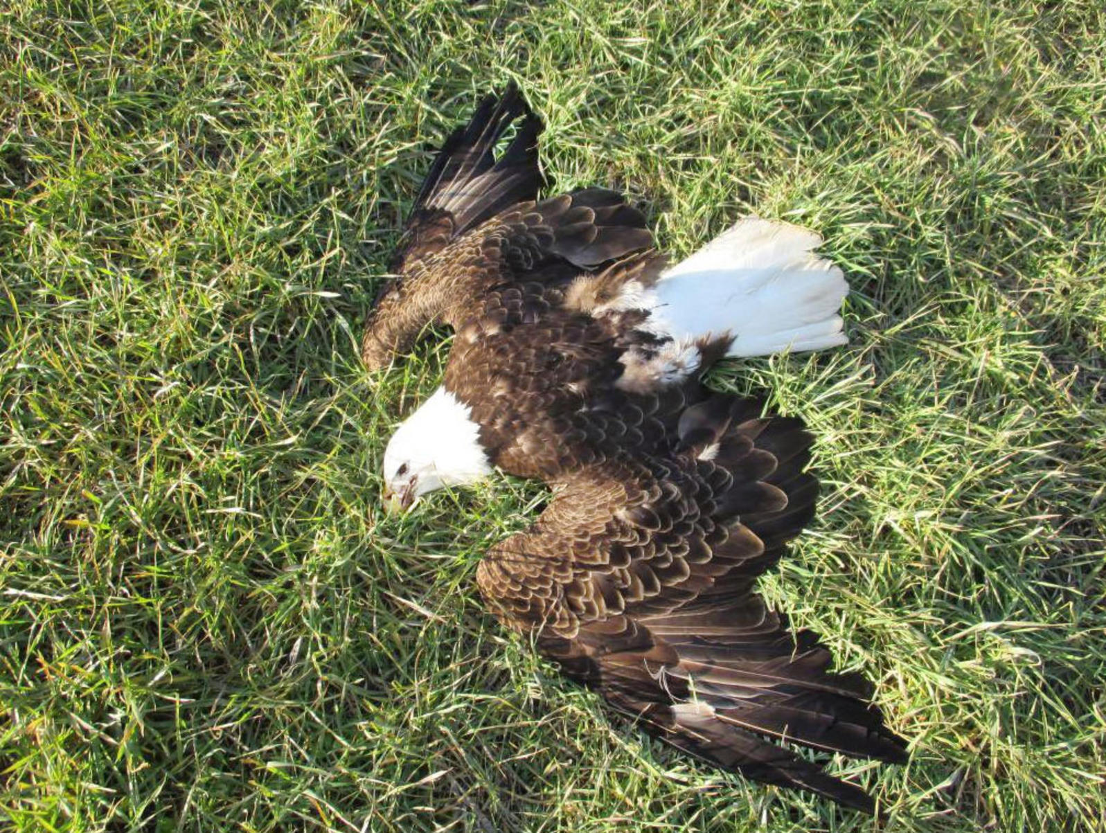 Dead clipart dead goose, Picture #2590095 dead clipart dead goose