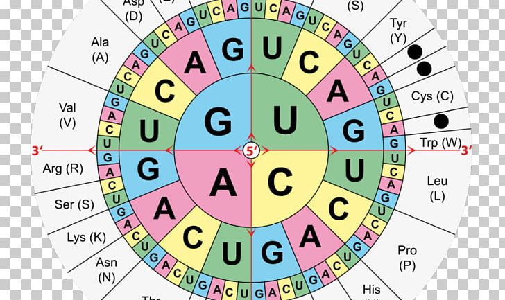 Dna clipart genetic code, Dna genetic code Transparent FREE for ...