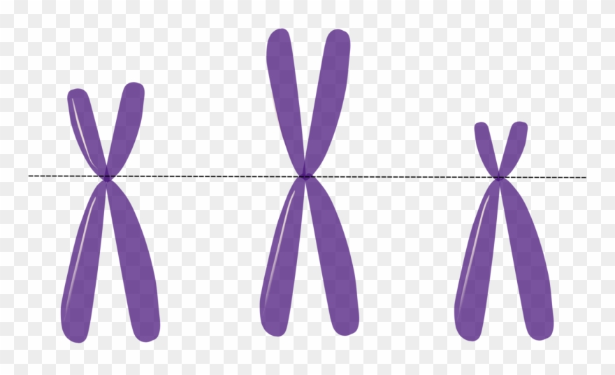 Dna clipart heredity, Dna heredity Transparent FREE for download on ...