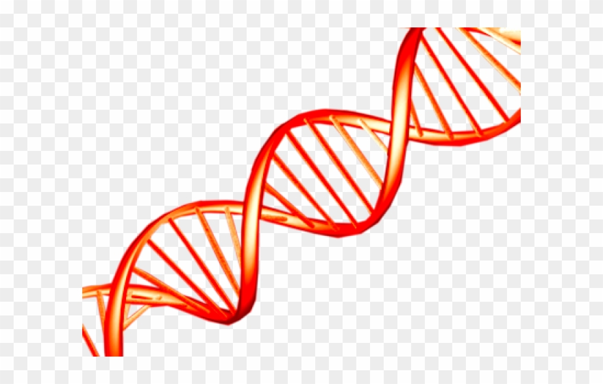 Dna clipart red, Dna red Transparent FREE for download on ...