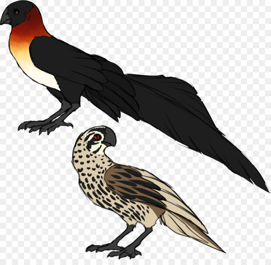 Falcon clipart finch, Picture #2678156 falcon clipart finch