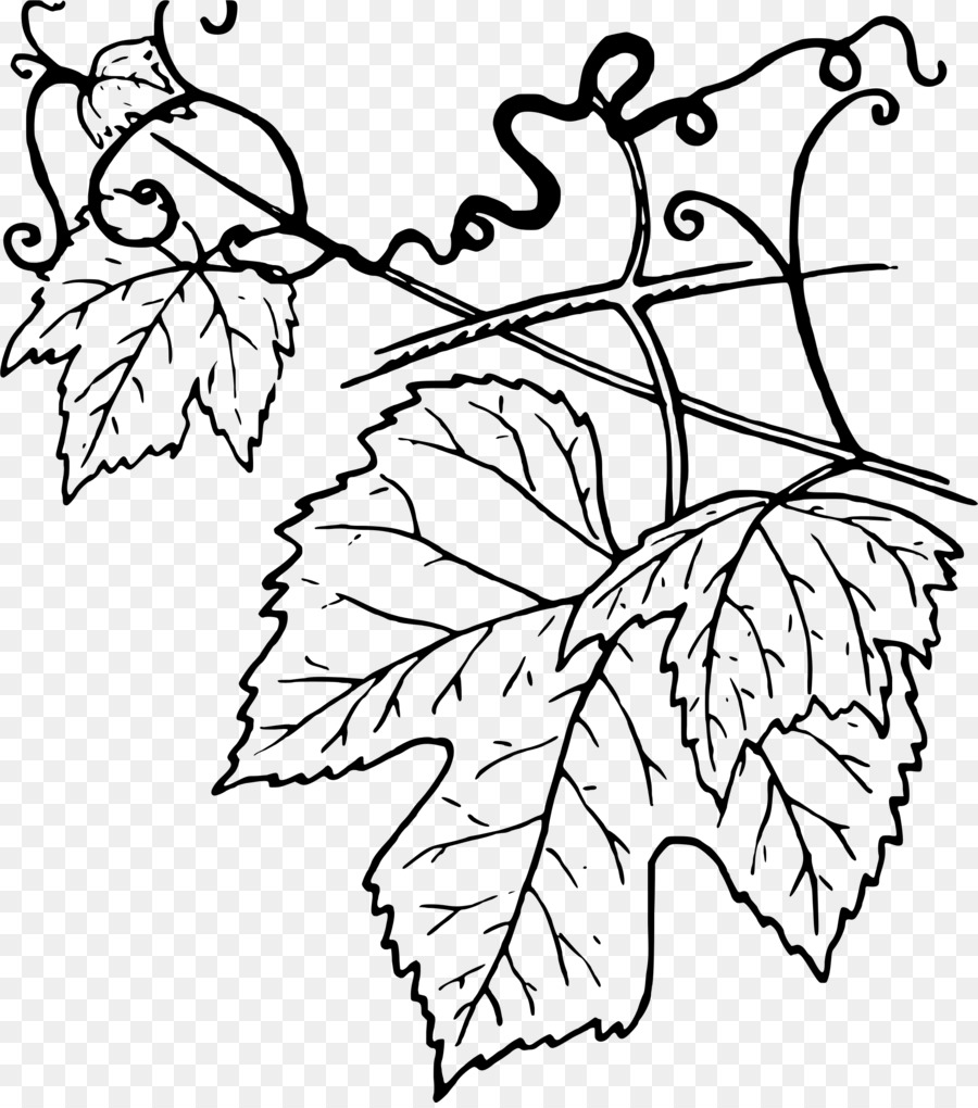 Grapevine clipart tendril, Grapevine tendril Transparent FREE for ...