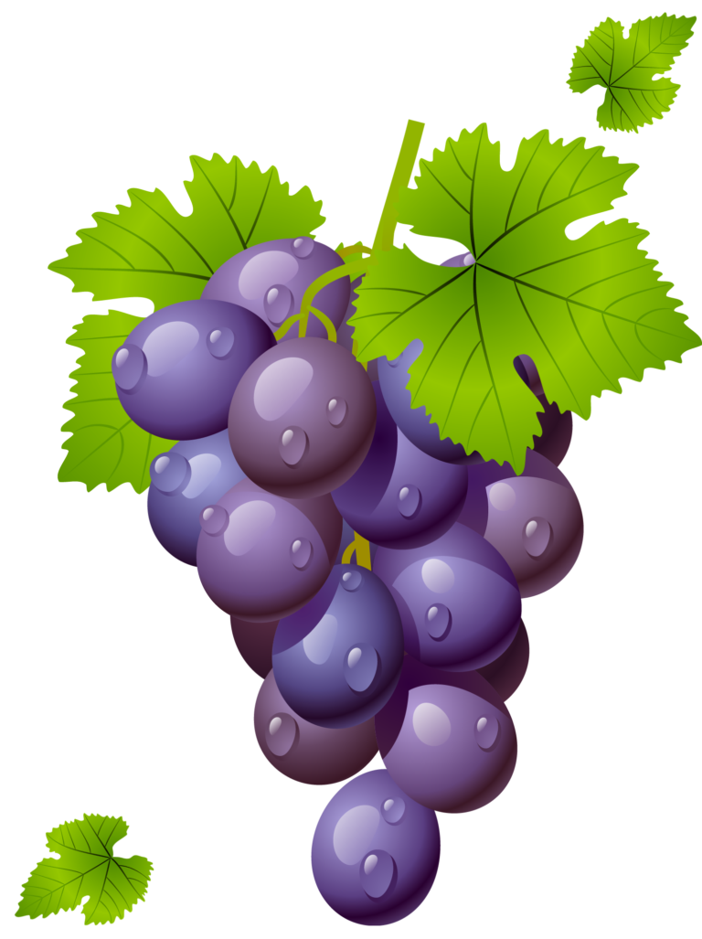 Grapevine clipart ubas, Grapevine ubas Transparent FREE for download on ...