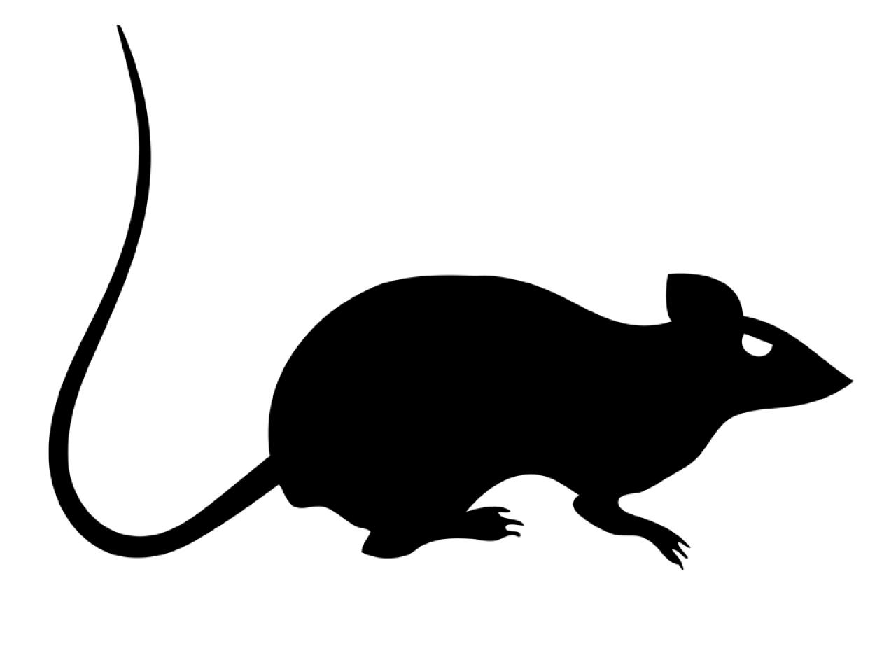 Halloween clipart rat, Picture #2788975 halloween clipart rat