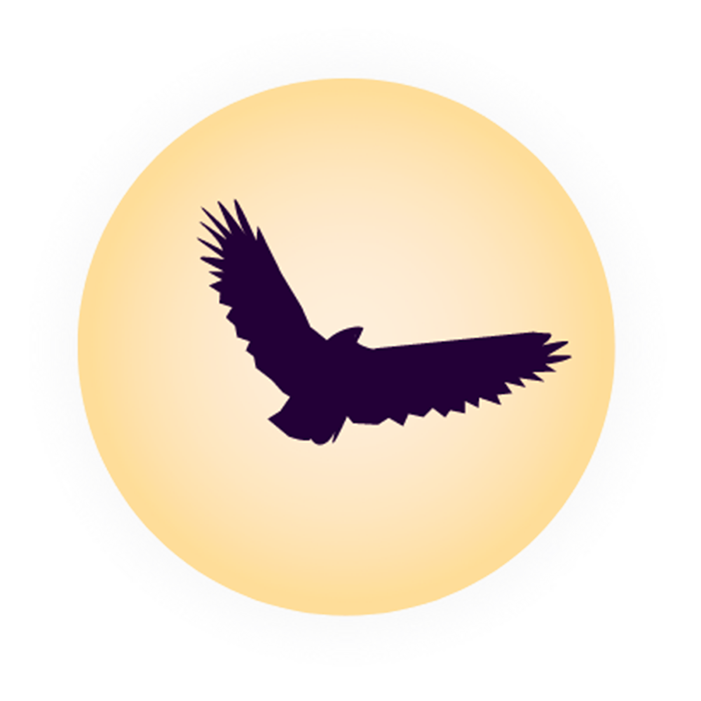 Hawk clipart nighthawk, Picture #2800070 hawk clipart nighthawk