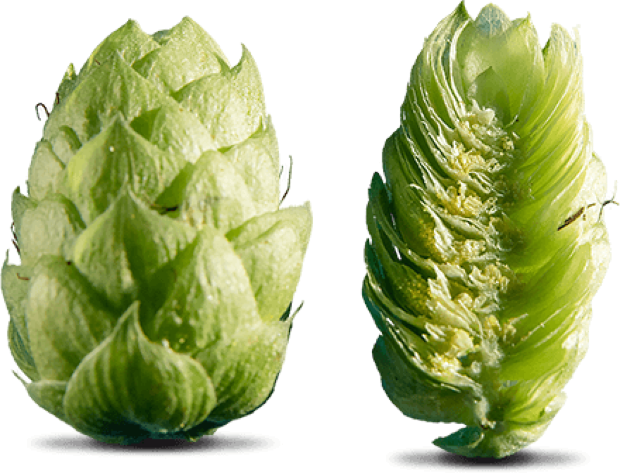 Hops clipart hop flower, Picture #1360055 hops clipart hop flower