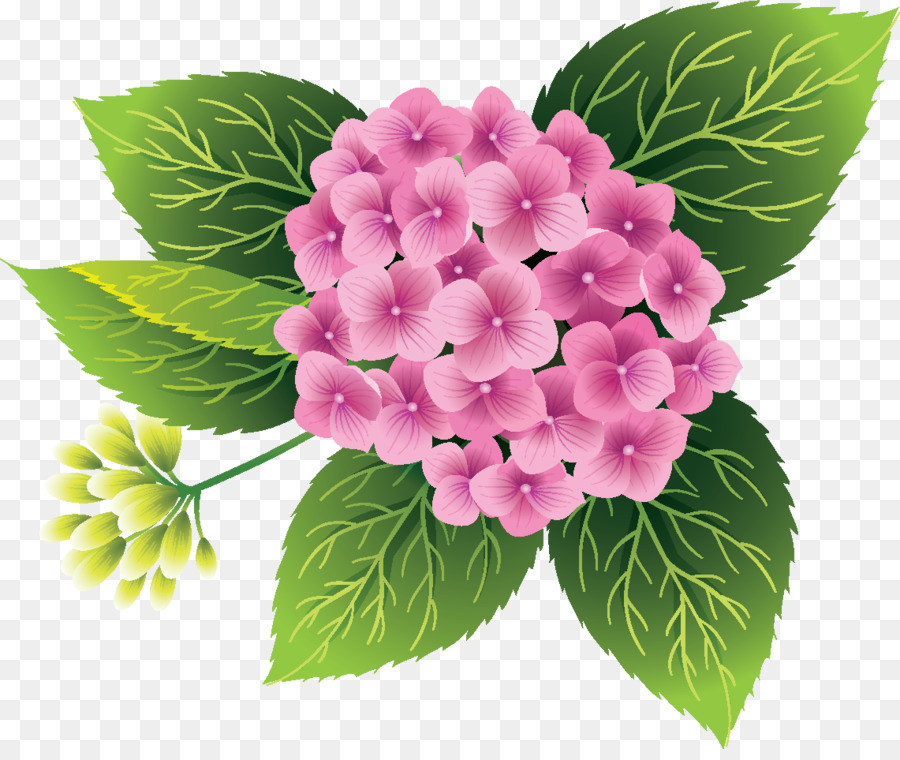 Hydrangea clipart cartoon, Picture #2837696 hydrangea clipart cartoon