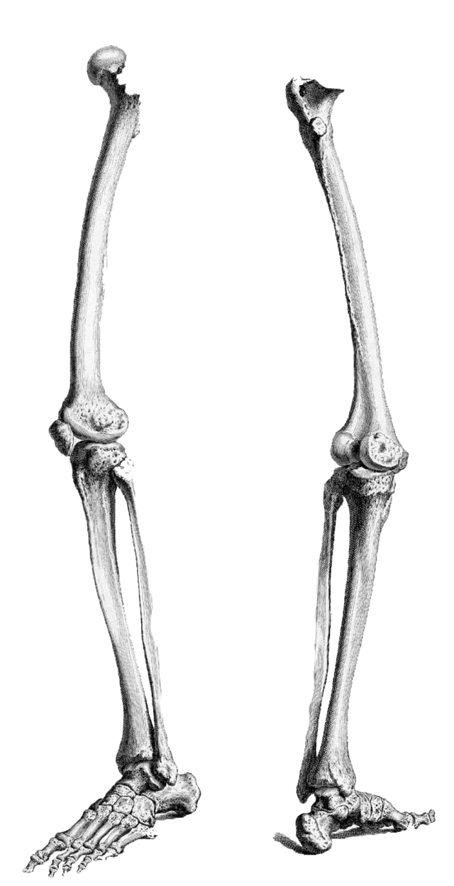 Legs Clipart Skeleton Leg Legs Skeleton Leg Transparent FREE For Legs Clipart Skeleton Leg Legs Skeleton Leg Transparent FREE For
