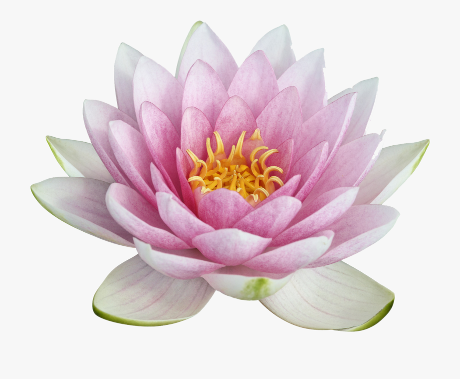 Lily clipart nelum, Picture #2917531 lily clipart nelum