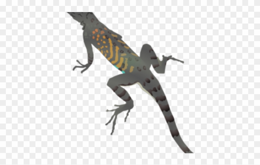 Lizard clipart chipkali, Lizard chipkali Transparent FREE for download ...