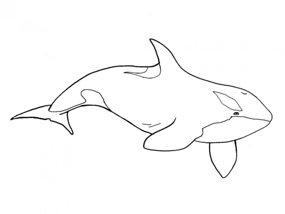 Orca clipart outline, Orca outline Transparent FREE for download on WebStockReview 2025