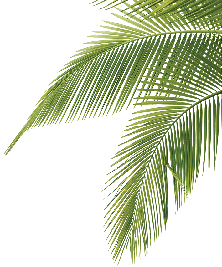 Palm clipart frawn, Palm frawn Transparent FREE for download on ...