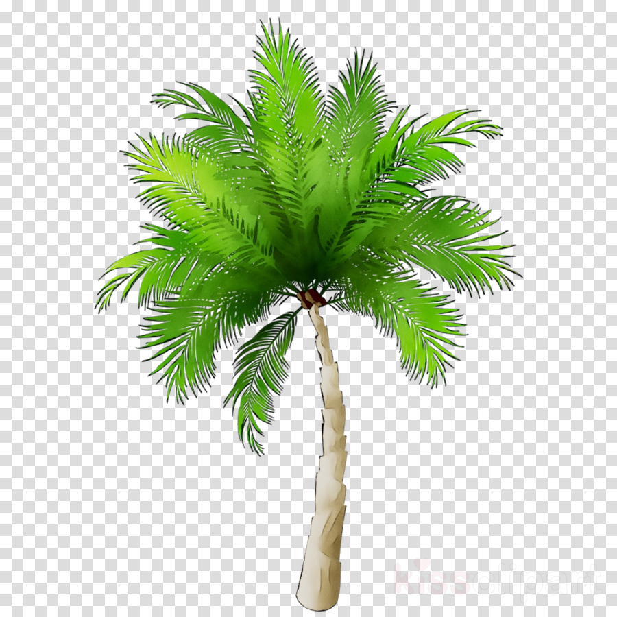 Palm clipart realistic, Palm realistic Transparent FREE for download on ...