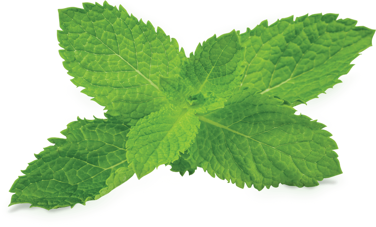 Peppermint Clipart Mint Leaves Peppermint Mint Leaves Transparent FREE Peppermint Clipart Mint Leaves Peppermint Mint Leaves Transparent FREE
