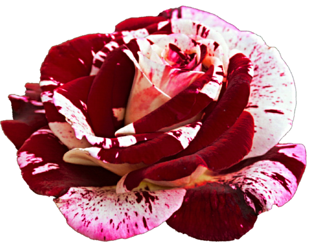 Rose clipart christmas, Picture #1996185 rose clipart christmas