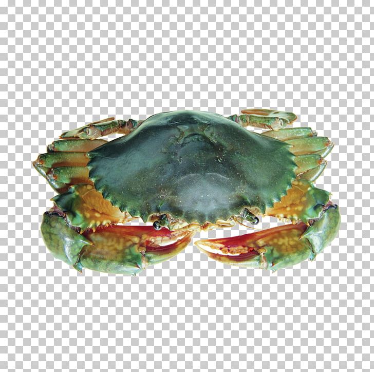 Seafood clipart shell crab, Seafood shell crab Transparent FREE for ...