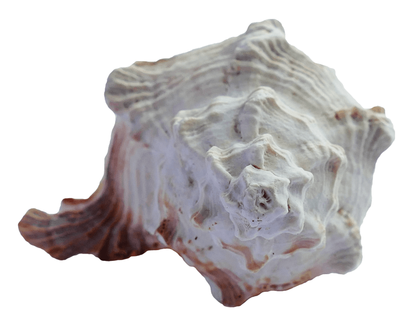 Seashells clipart 9 object, Seashells 9 object Transparent FREE for ...