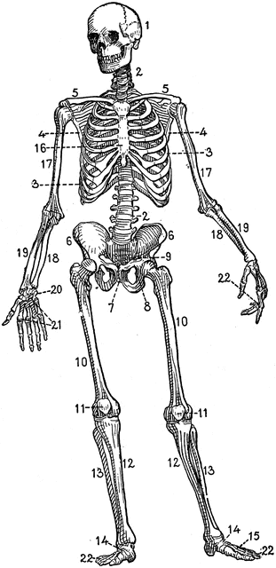 Skeleton clipart traceable, Skeleton traceable Transparent FREE for ...