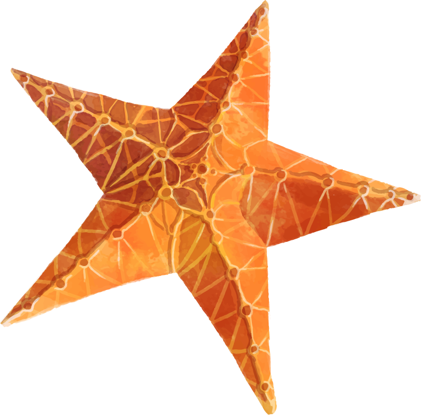 Starfish clipart square object, Starfish square object Transparent FREE ...