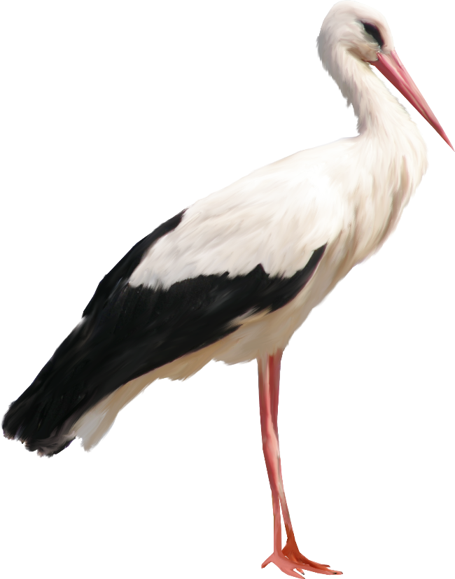 Stork clipart angry, Stork angry Transparent FREE for download on ...