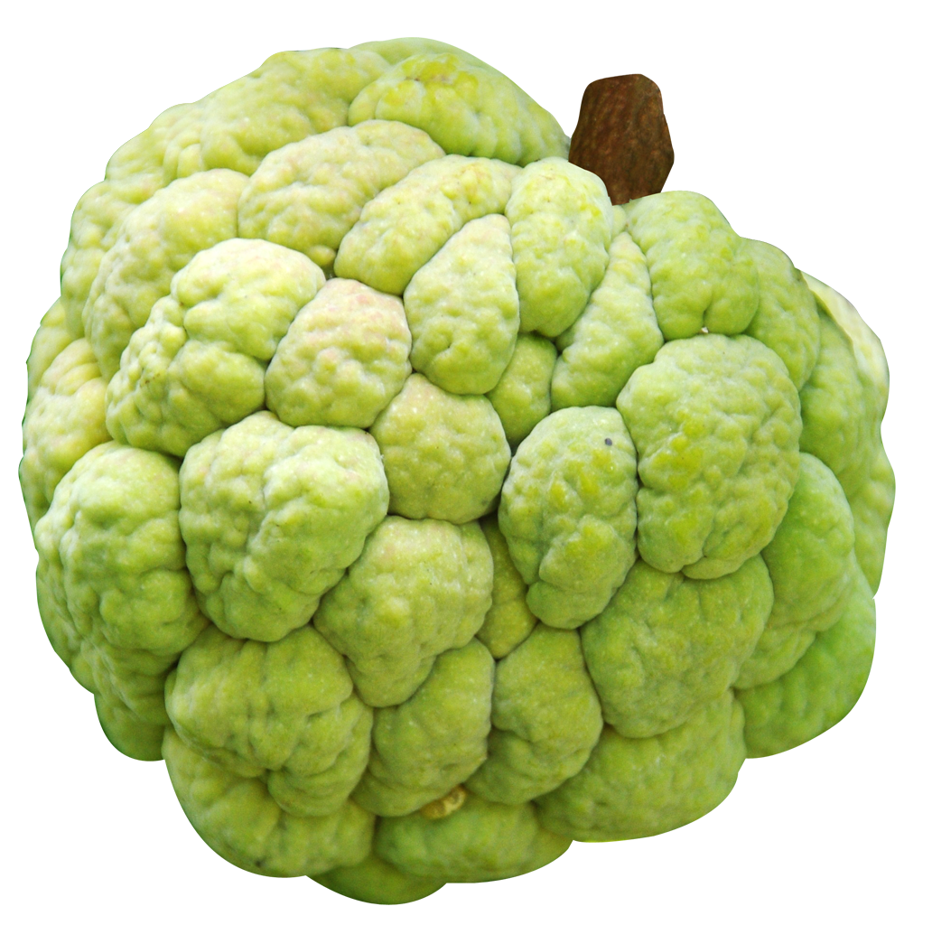 Custard Apple Images Free Download Custard Apple Stock Image Image Custard Apple Images Free Download Custard Apple Stock Image Image