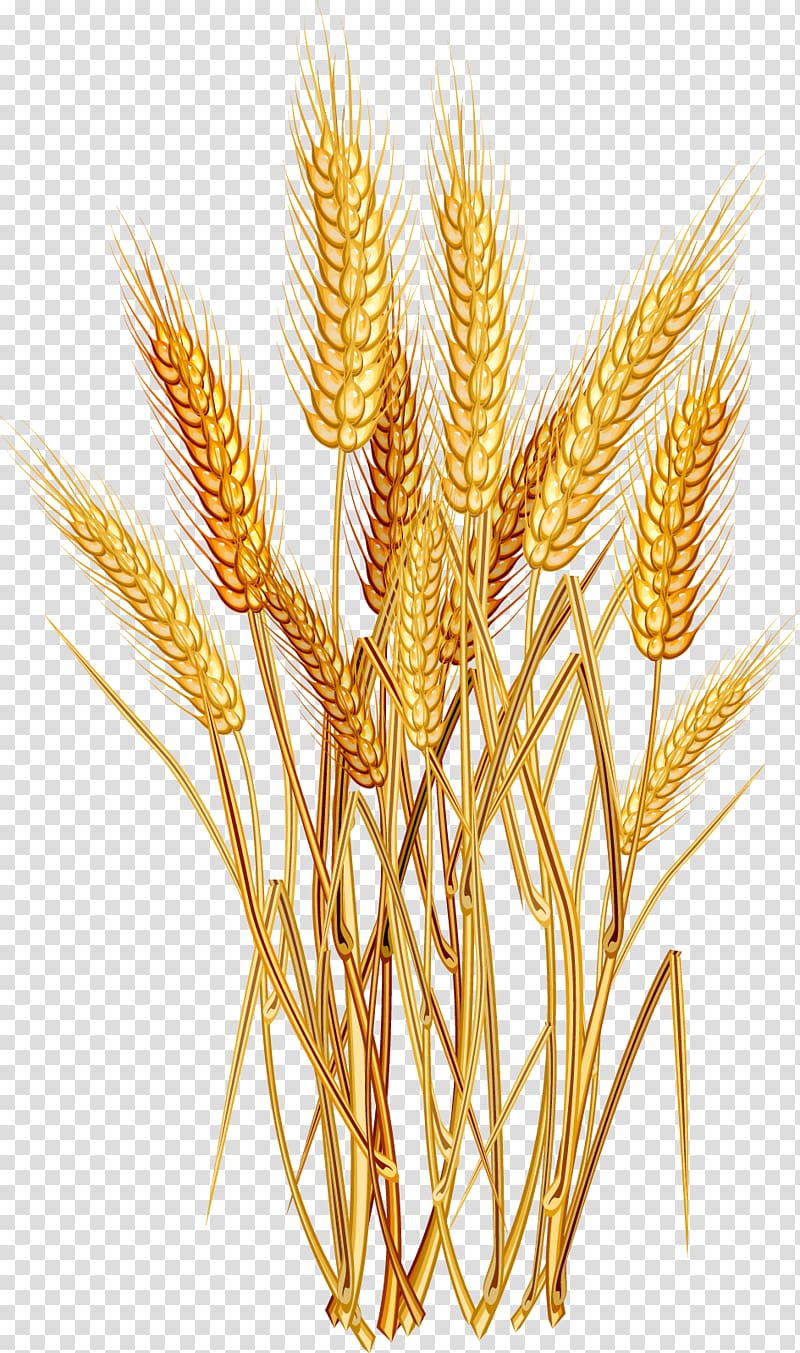 Wheat clipart animated, Picture #3227160 wheat clipart animated